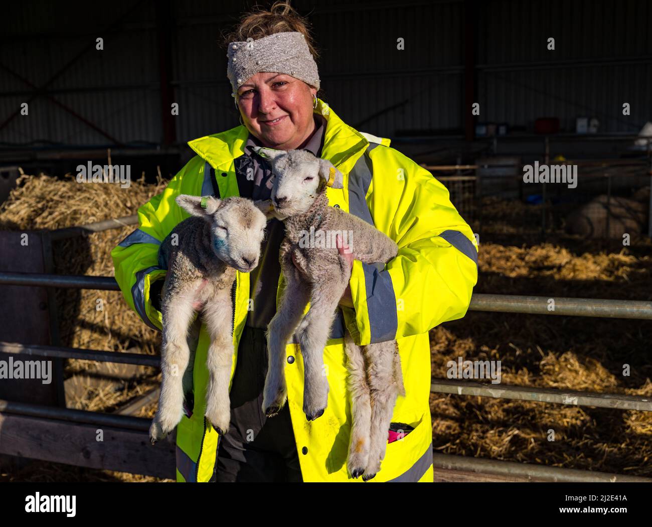 East Lothian, Scotland, United Kingdom, 1st April 2022. Spring newborn ...