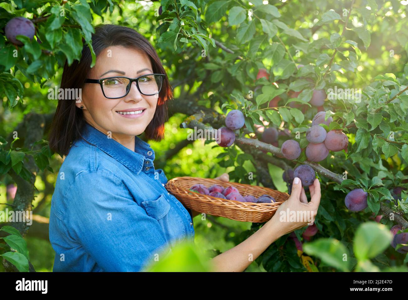 Woman picking ripe plums from tree in basket Stock Photo - Alamy