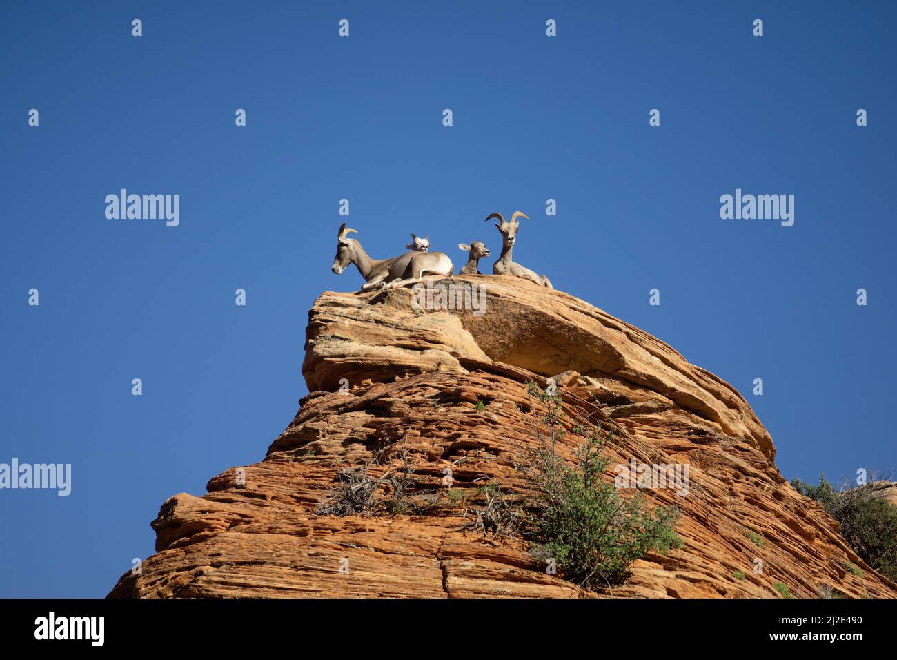 Zion national park mountain goat hi-res stock photography and images ...