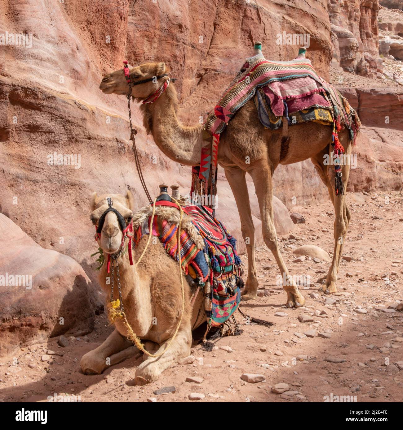 Camels at Petra, Wadi Musa, Jordan Stock Photo - Alamy