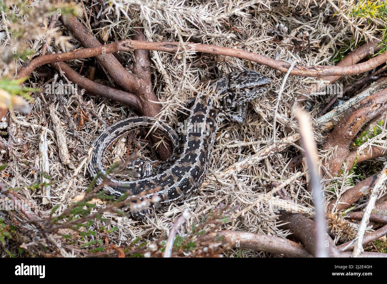 Lizard at their natural habitat hi-res stock photography and images - Alamy