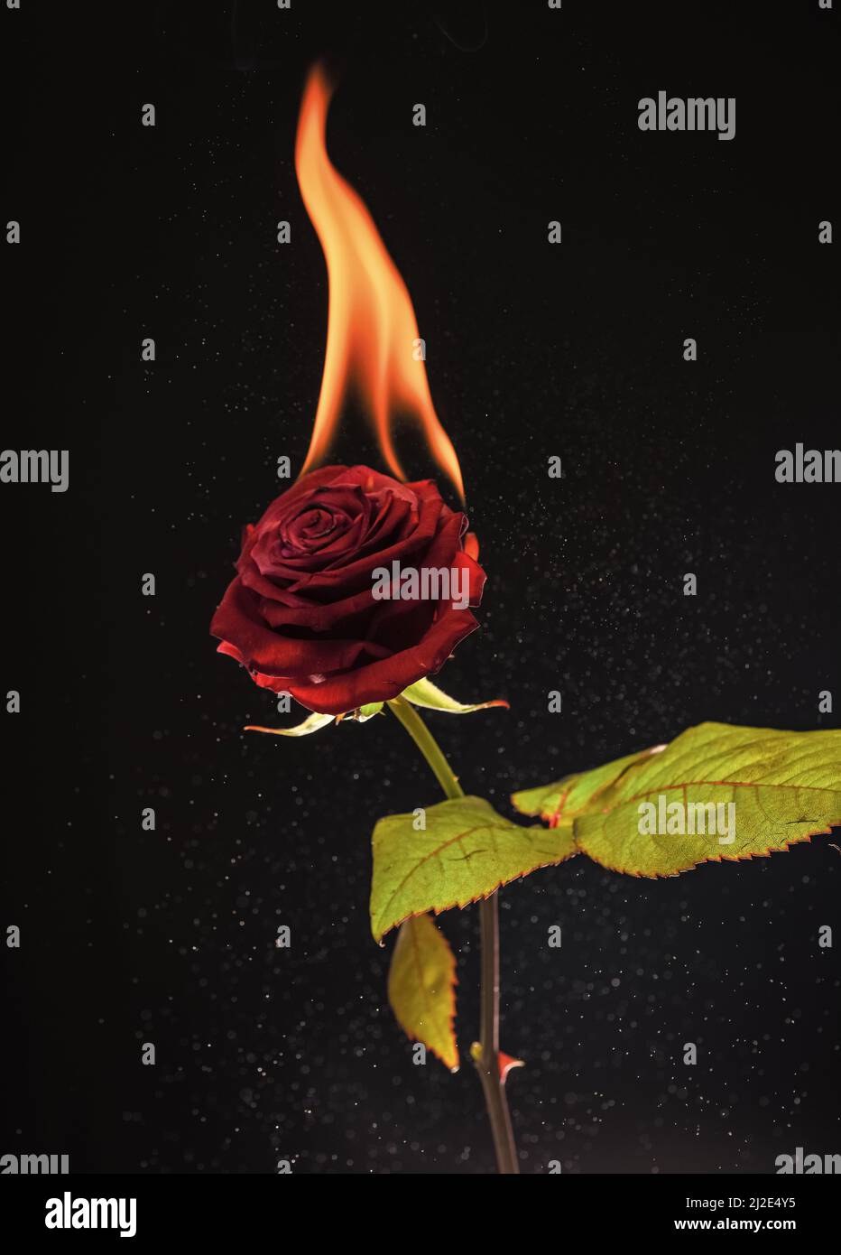 Fresh red rose flower blazing with hot flame and sparks dark background ...