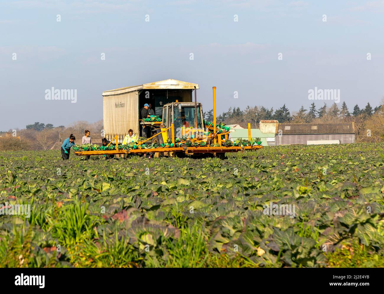 Overseas farm workers harvesting cabbage crop in field, Butley, Suffolk ...