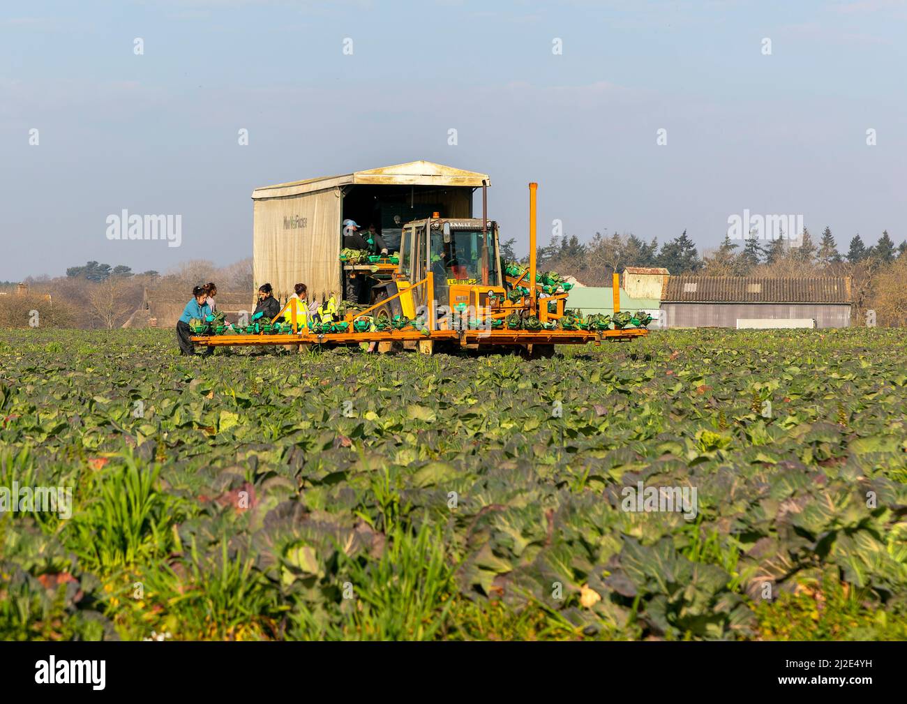 Overseas farm workers harvesting cabbage crop in field, Butley, Suffolk ...