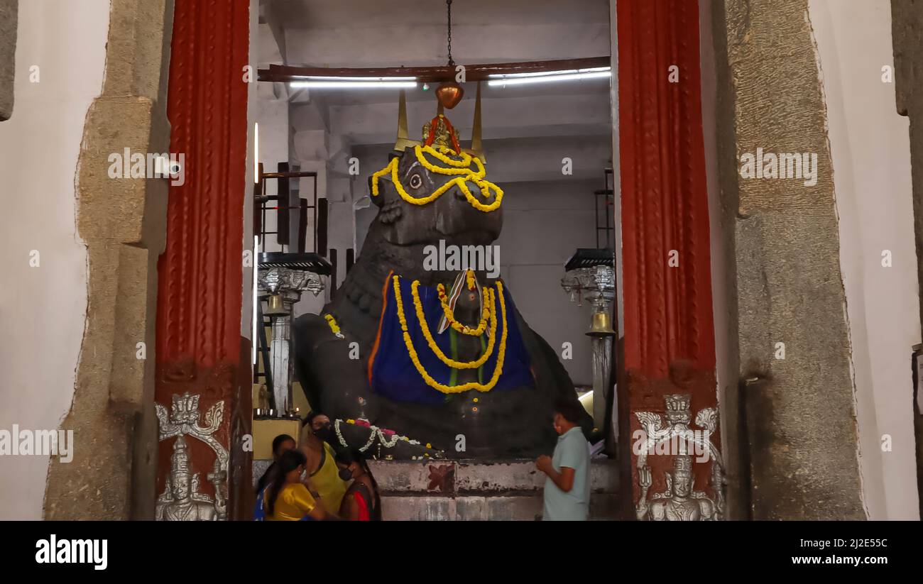 INDIA, KARNATAKA, BANGALORE, February 2022, Devotee at Big Bull Temple ...