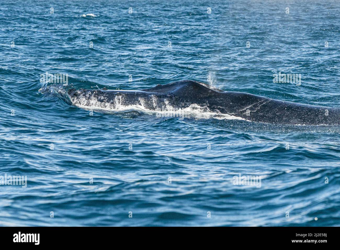 Tropical fish cabo san lucas hi-res stock photography and images - Alamy