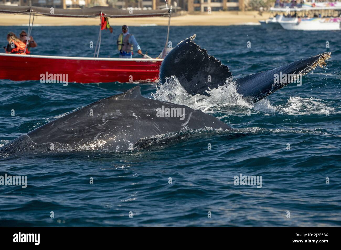 humpback whale slapping tail in cabo san lucas mexico Stock Photo - Alamy