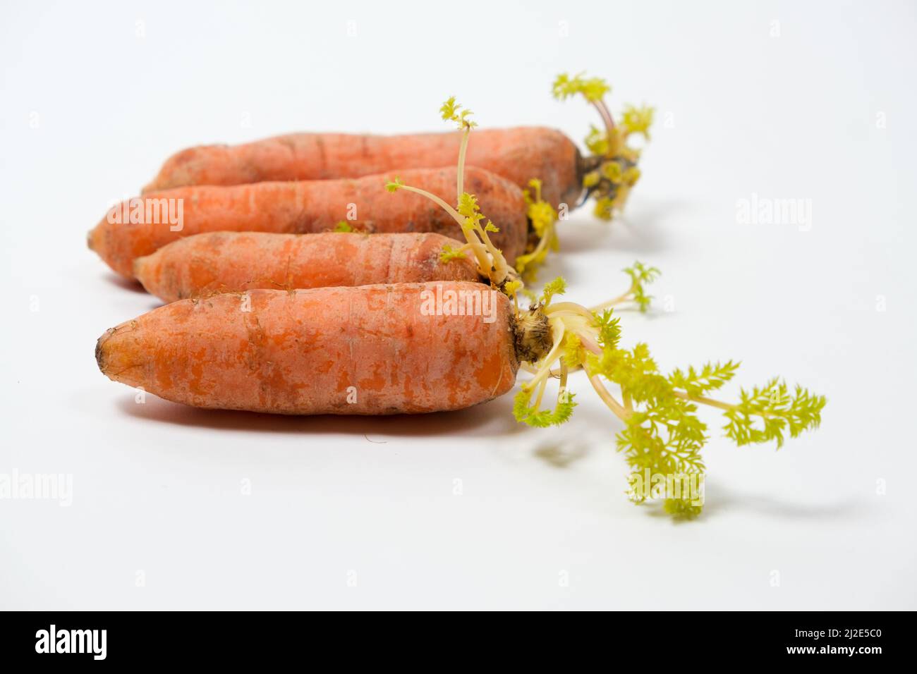 Sprouted carrots due to improper storage conditions. Isolate on a white ...