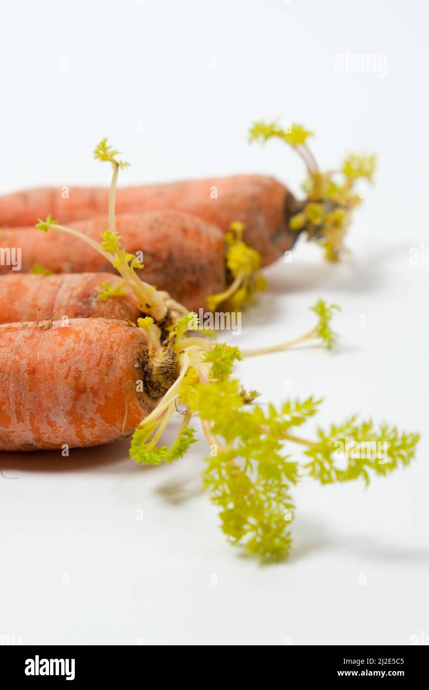 Sprouted carrots due to improper storage conditions. Isolate on a white ...