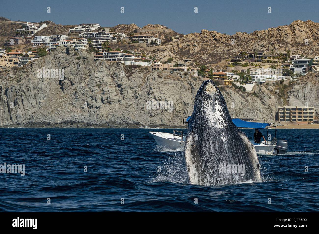 humpback whale breaching in cabo san lucas mexico Stock Photo - Alamy
