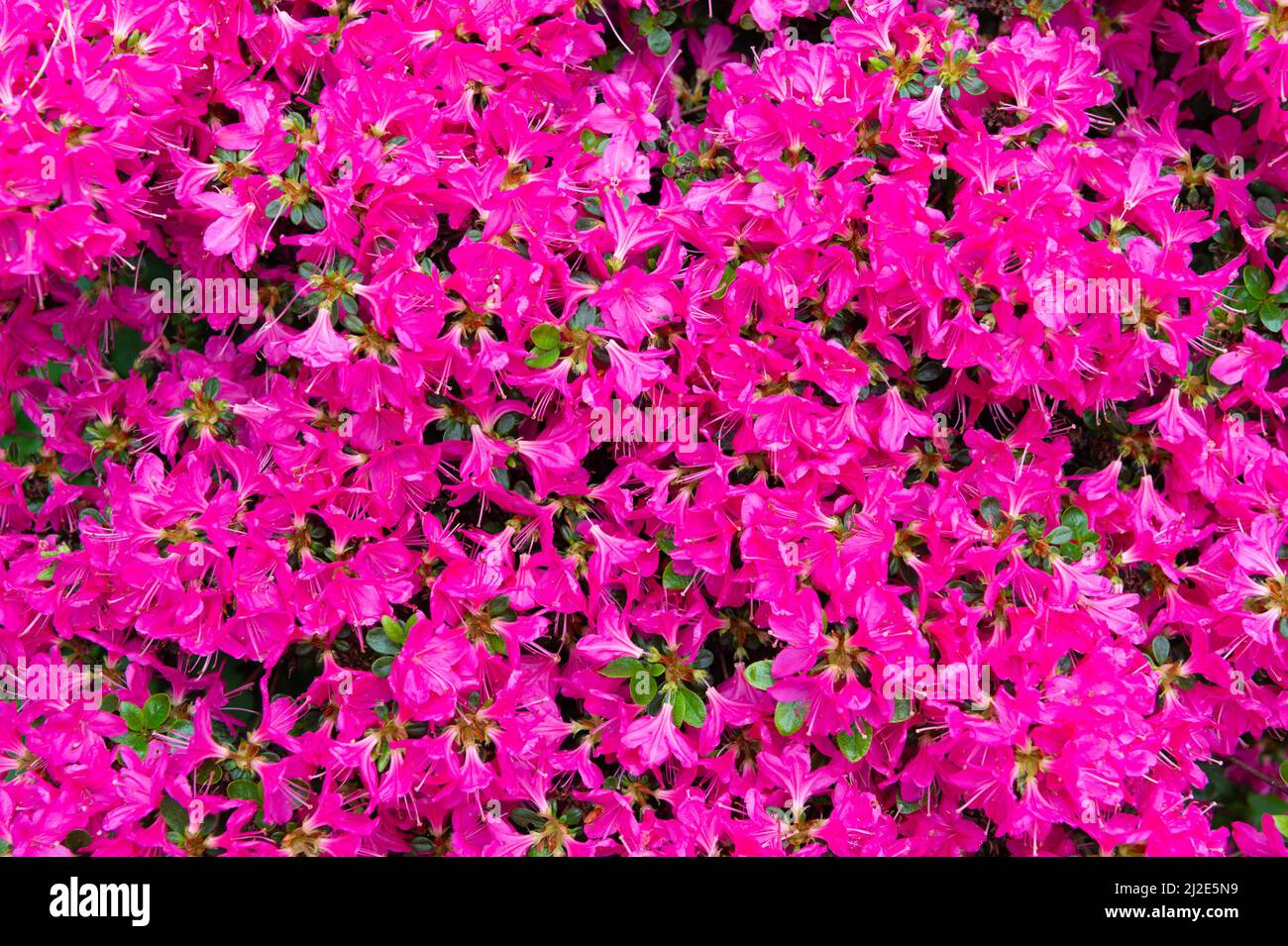 Blooming rhododendron flowering shrub with magenta petals flower ...