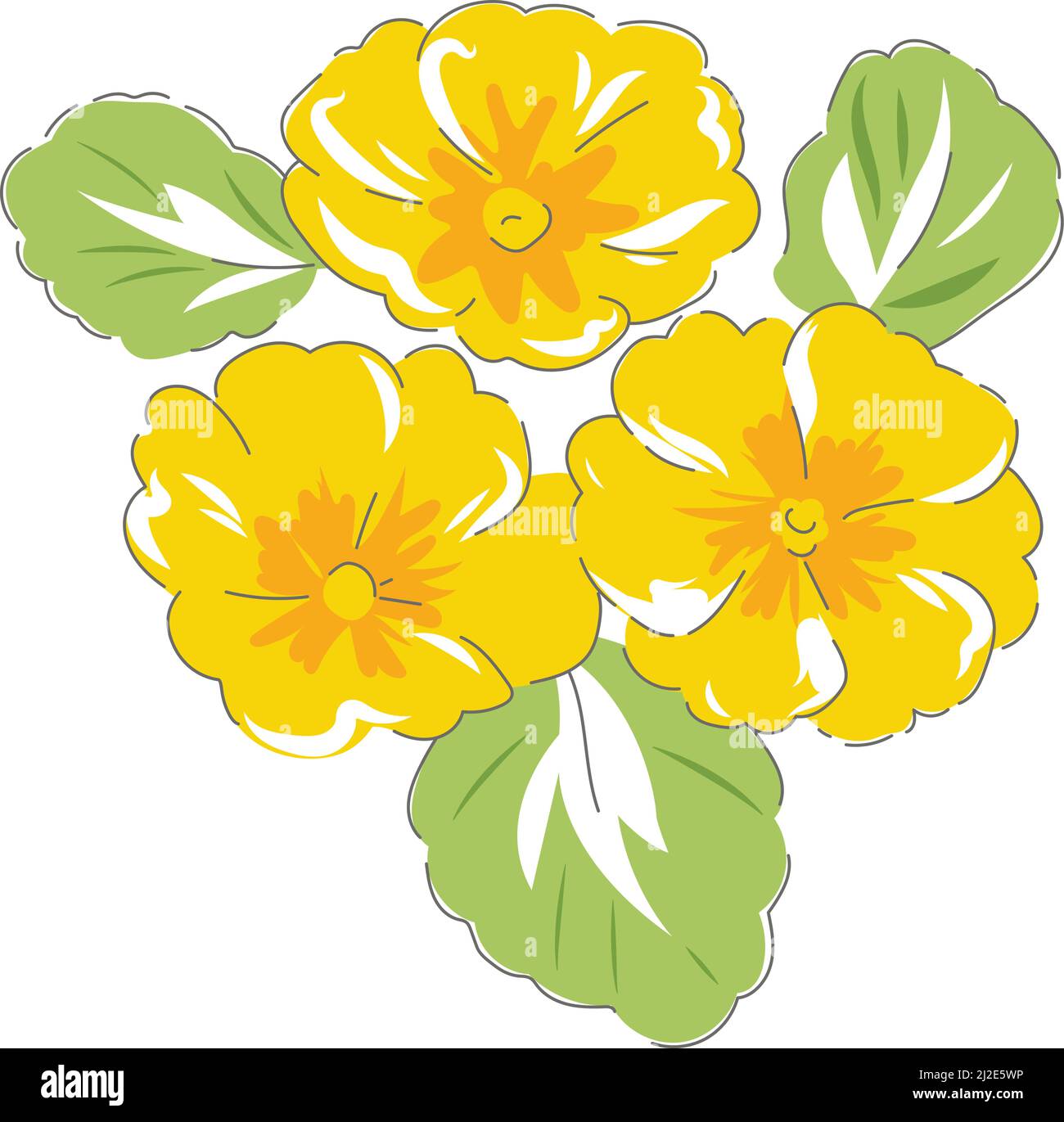Primula spring flower botanical hand drawn vector illustration set ...