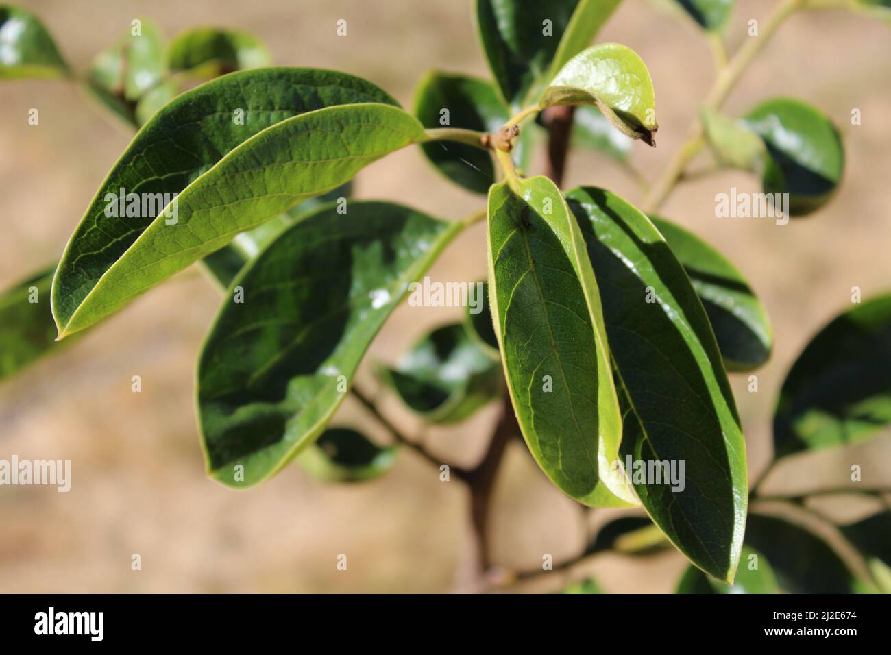 Young persimmon tree (Diospyros kaki Stock Photo - Alamy