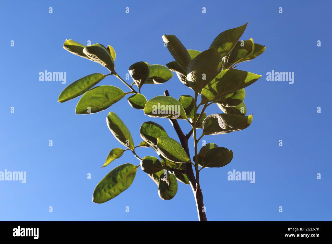 Young persimmon tree (Diospyros kaki) against a clear blue sky Stock ...