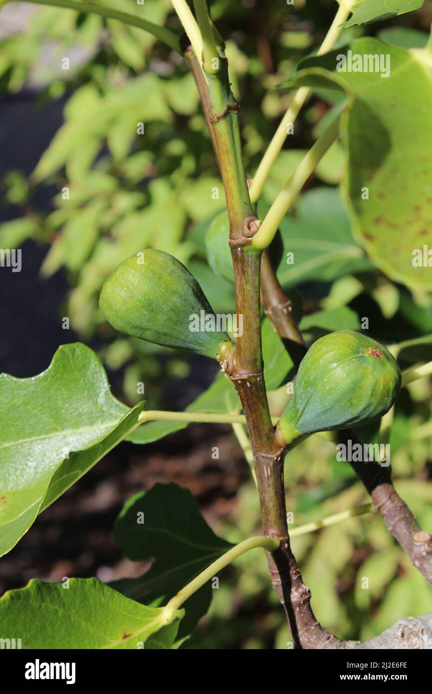 Young fig on fig tree hi-res stock photography and images - Alamy