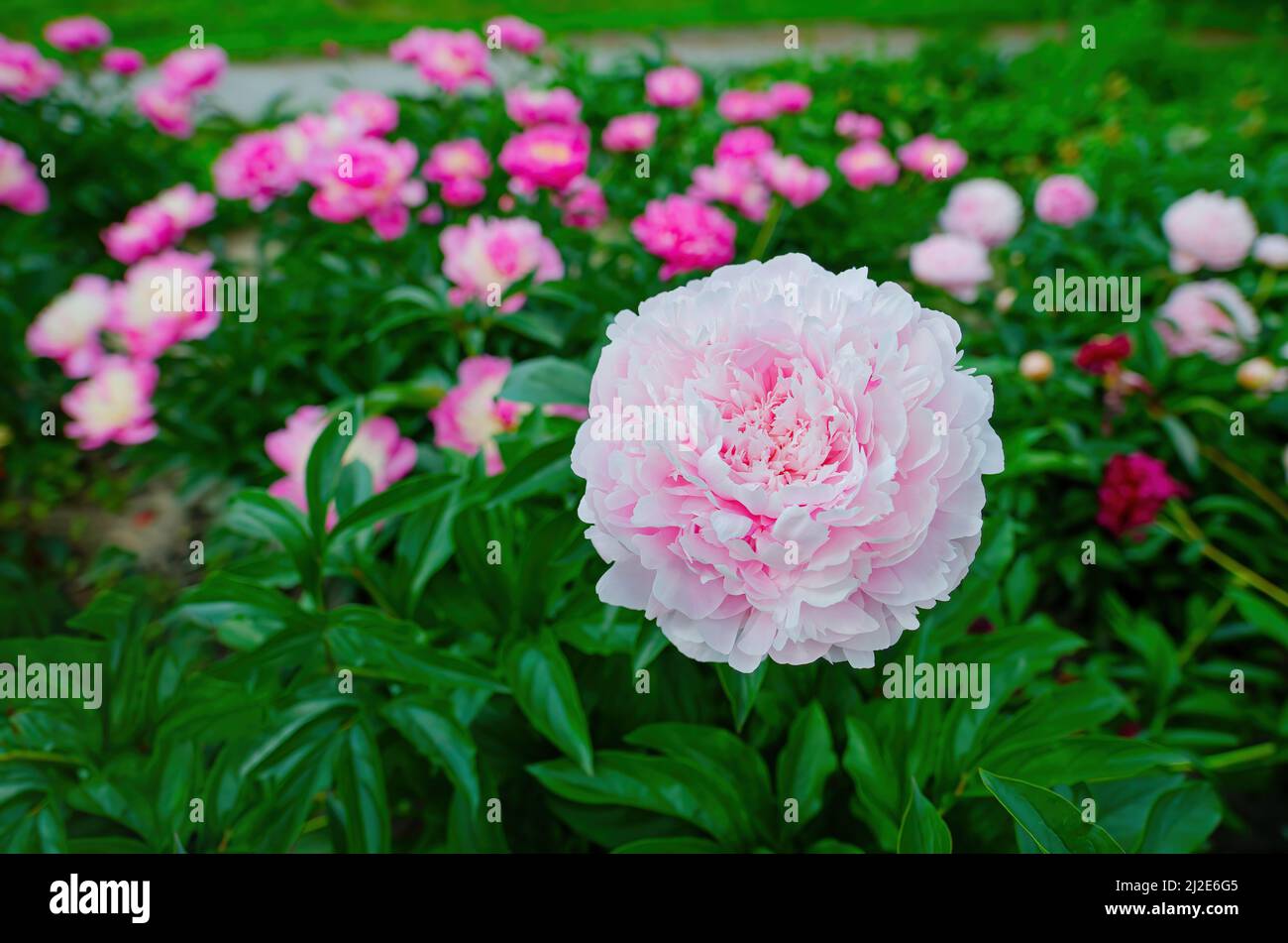 Garden of blooming peonies. Summer flowers background Stock Photo - Alamy
