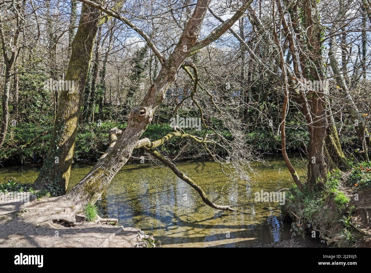 The River Plym flows through the woods at Plymbridge on ot’s journey ...
