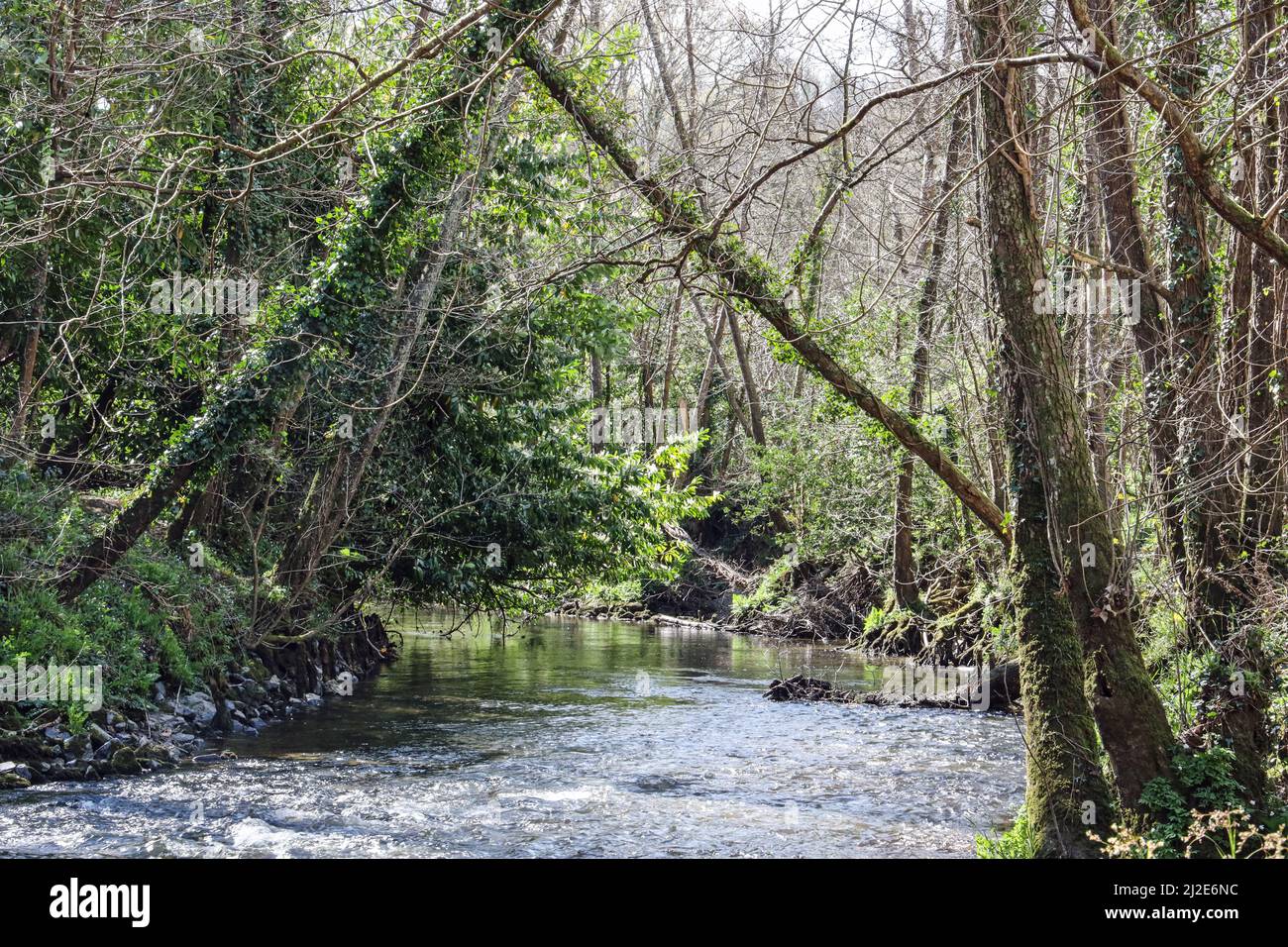 The River Plym flows through the woods at Plymbridge on ot’s journey ...