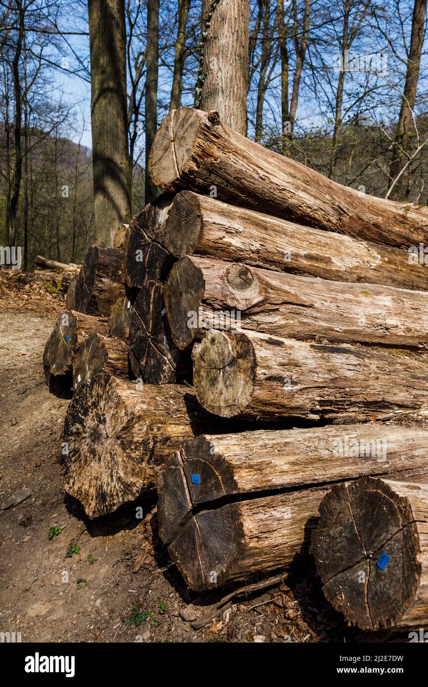 Tree trunks in the forest Stock Photo - Alamy