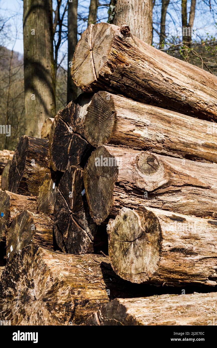 Tree trunks in the forest Stock Photo - Alamy