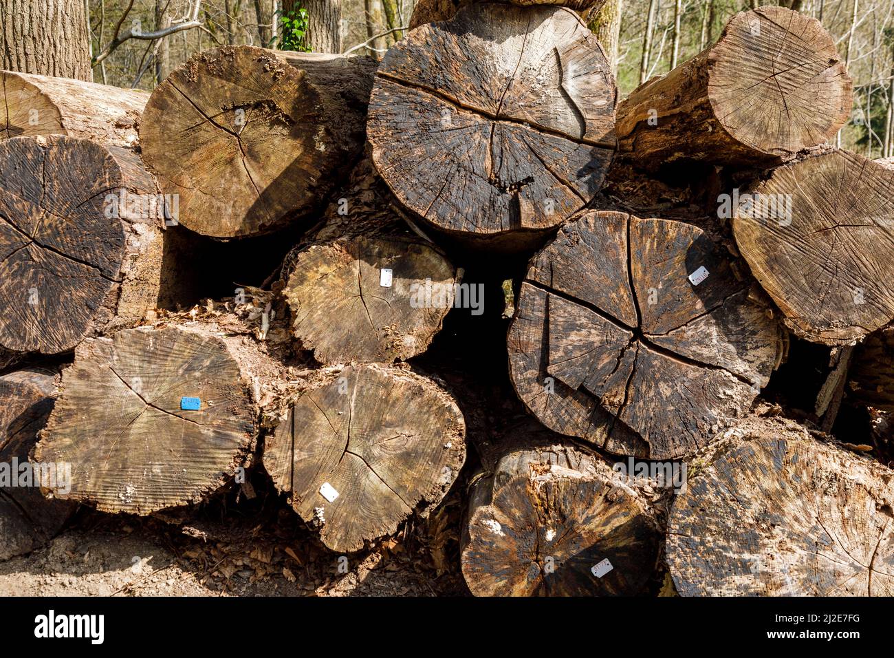 Tree trunks in detail hi-res stock photography and images - Alamy
