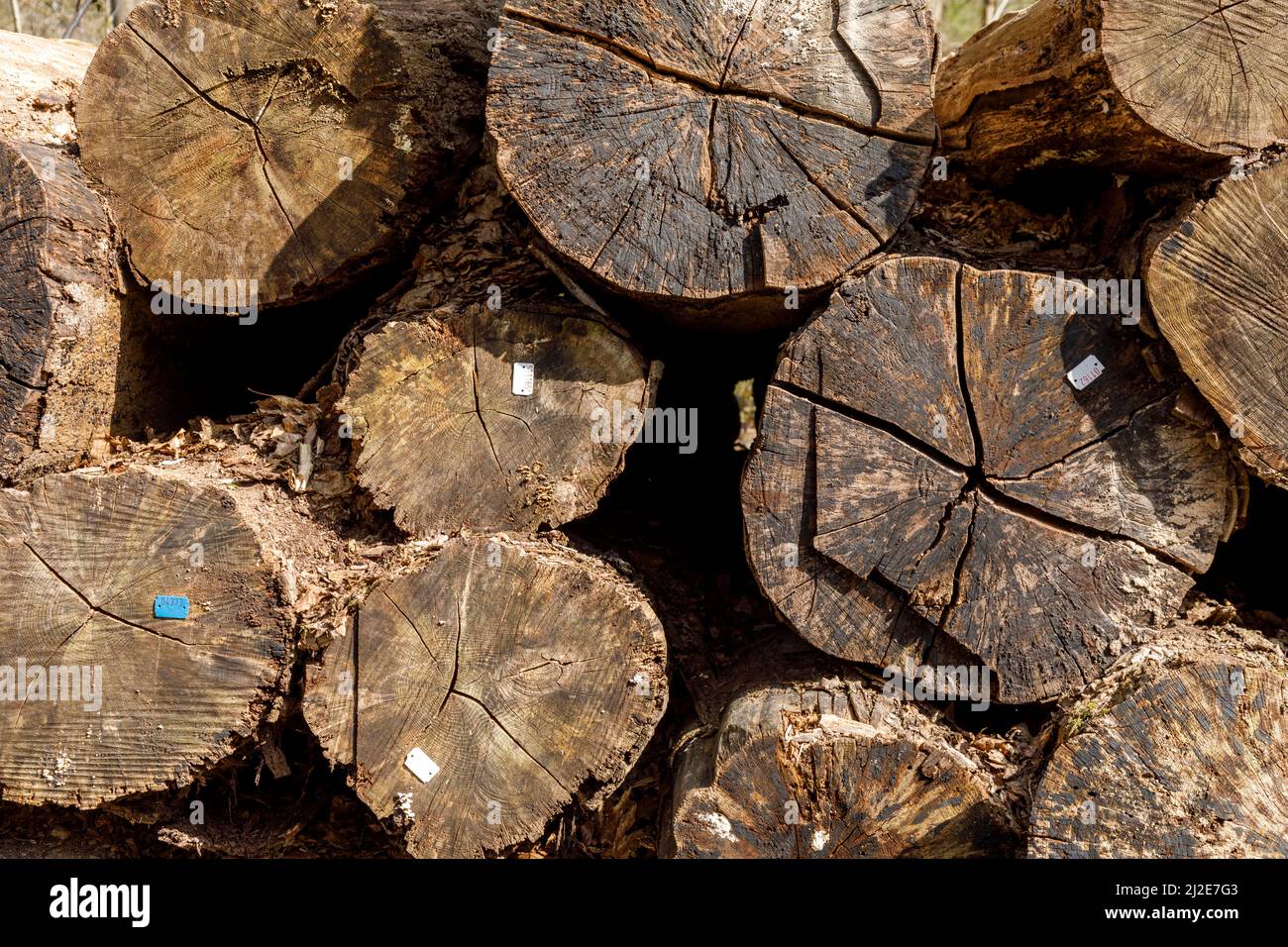Tree trunks in the forest Stock Photo - Alamy