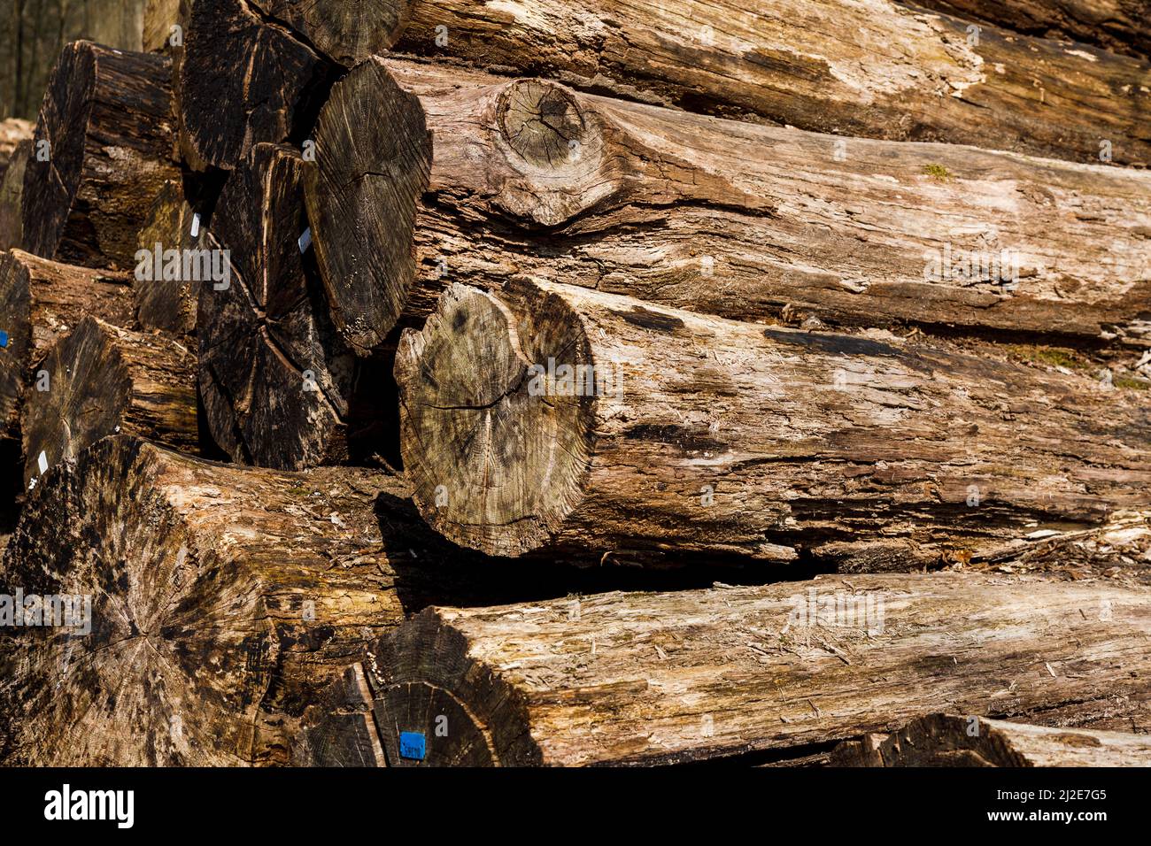 Tree trunks in detail hi-res stock photography and images - Alamy