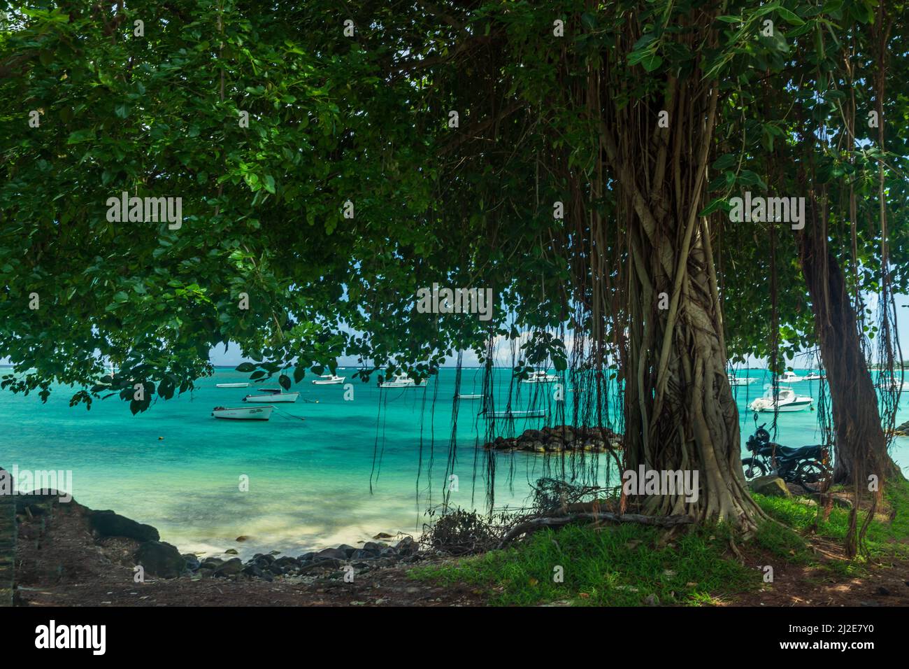 Banyan tree mauritius hi-res stock photography and images - Alamy