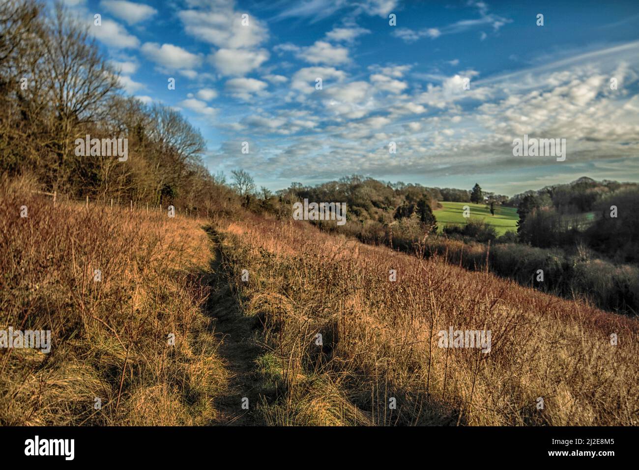 Striking blue sky, with fluffy white clouds, landscape over chalk downs ...