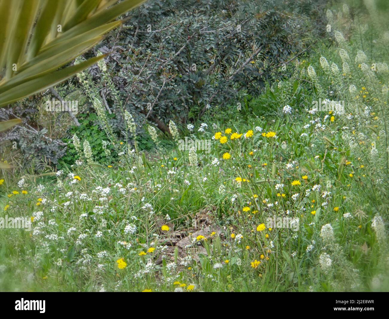 Patterns and textures in nature, intimate landscape of tree patterns ...