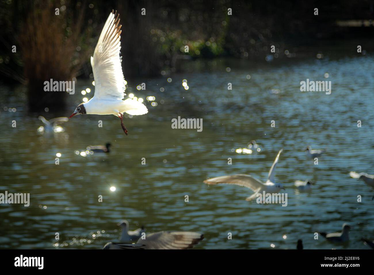 Overweight bird hi-res stock photography and images - Alamy