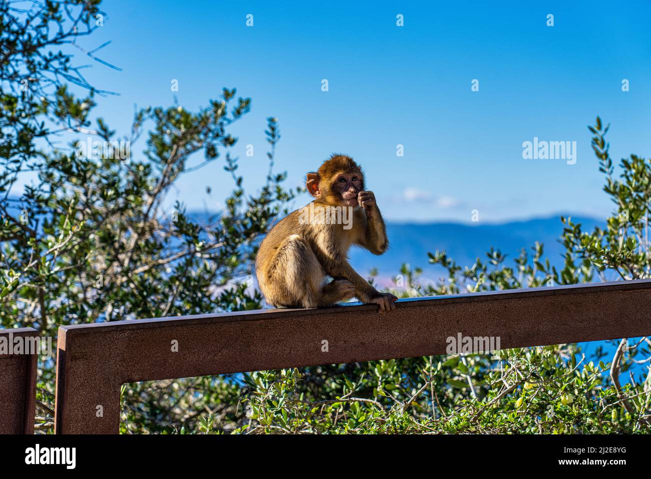 Close up of a wild macaque or Gibraltar monkey, one of the most famous ...