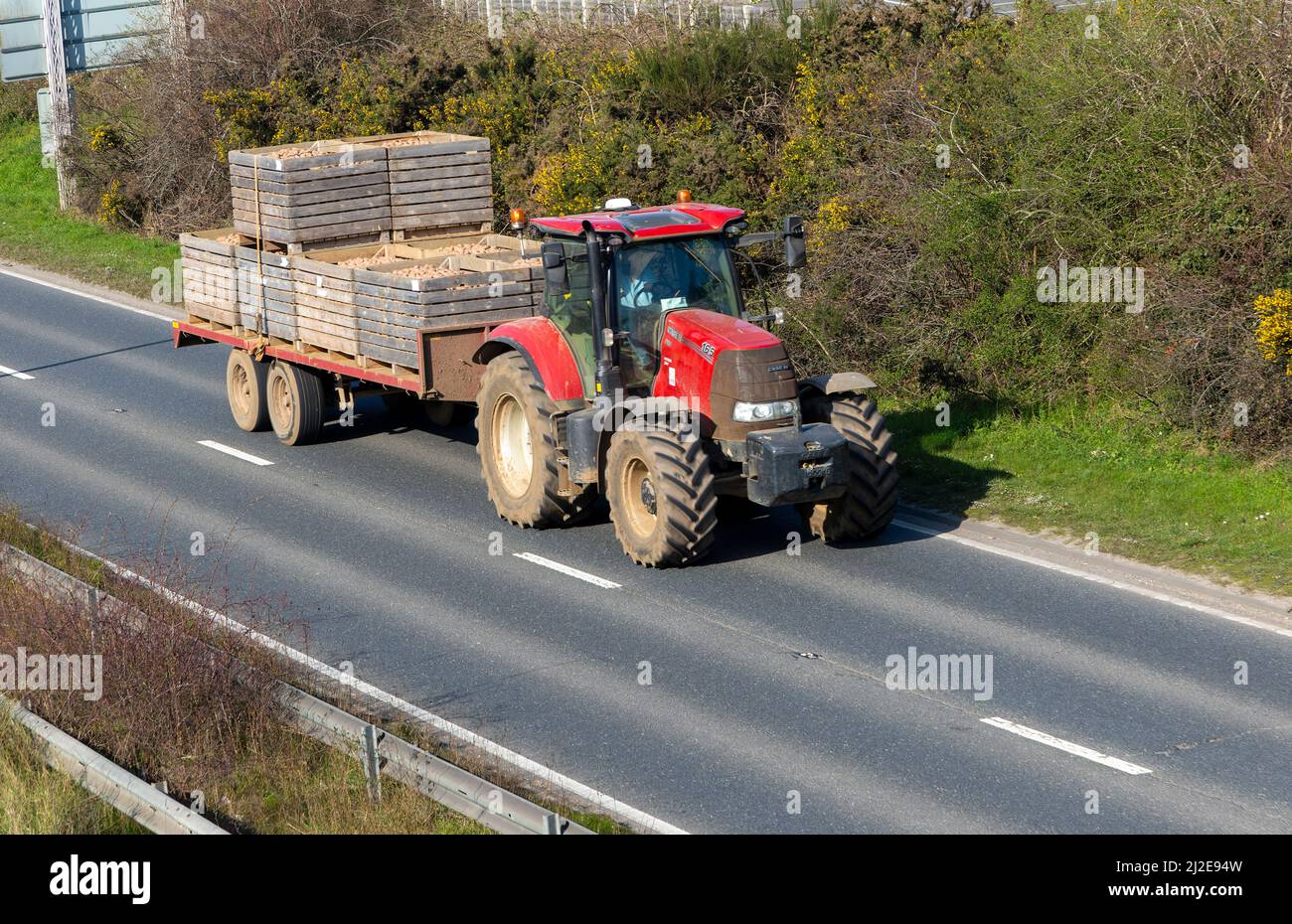 CASE 165 tractor with trailer carrying seed potatoes, A12, Suffolk ...