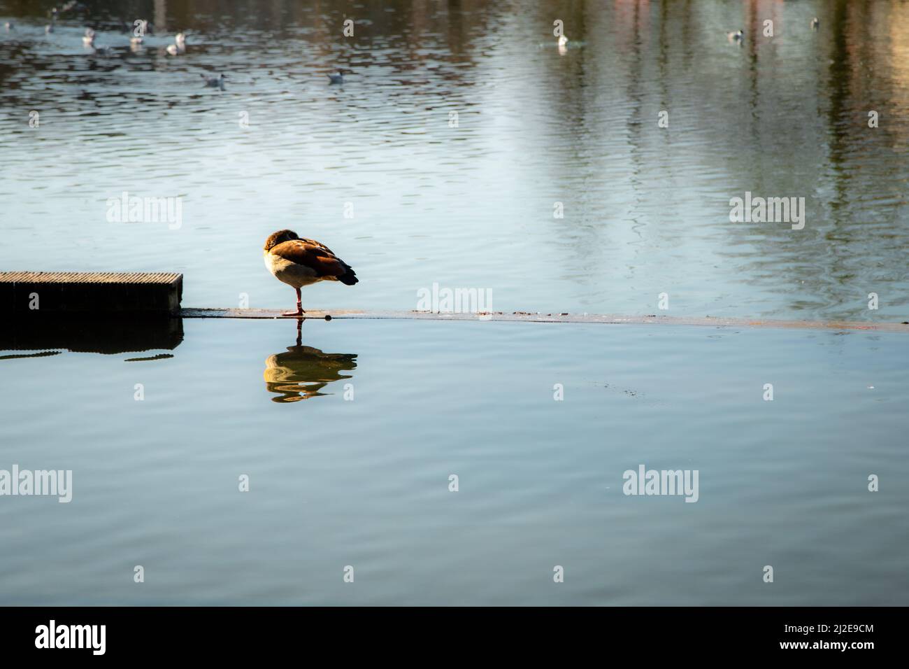 Birds water splash hi-res stock photography and images - Alamy