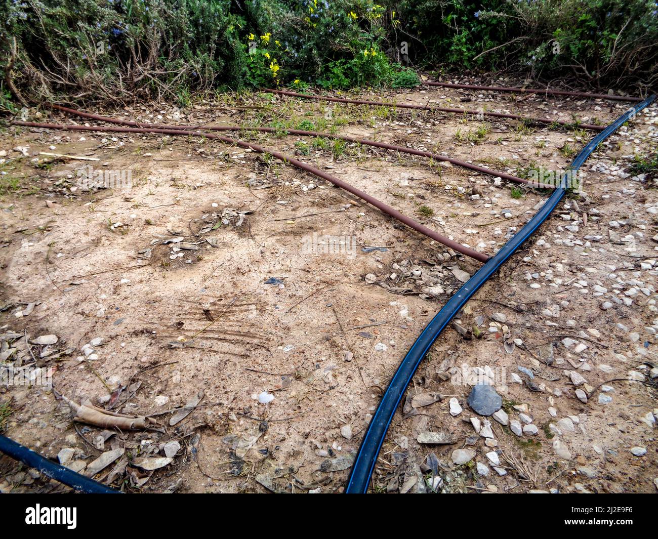 Surface drip irrigation hi-res stock photography and images - Alamy