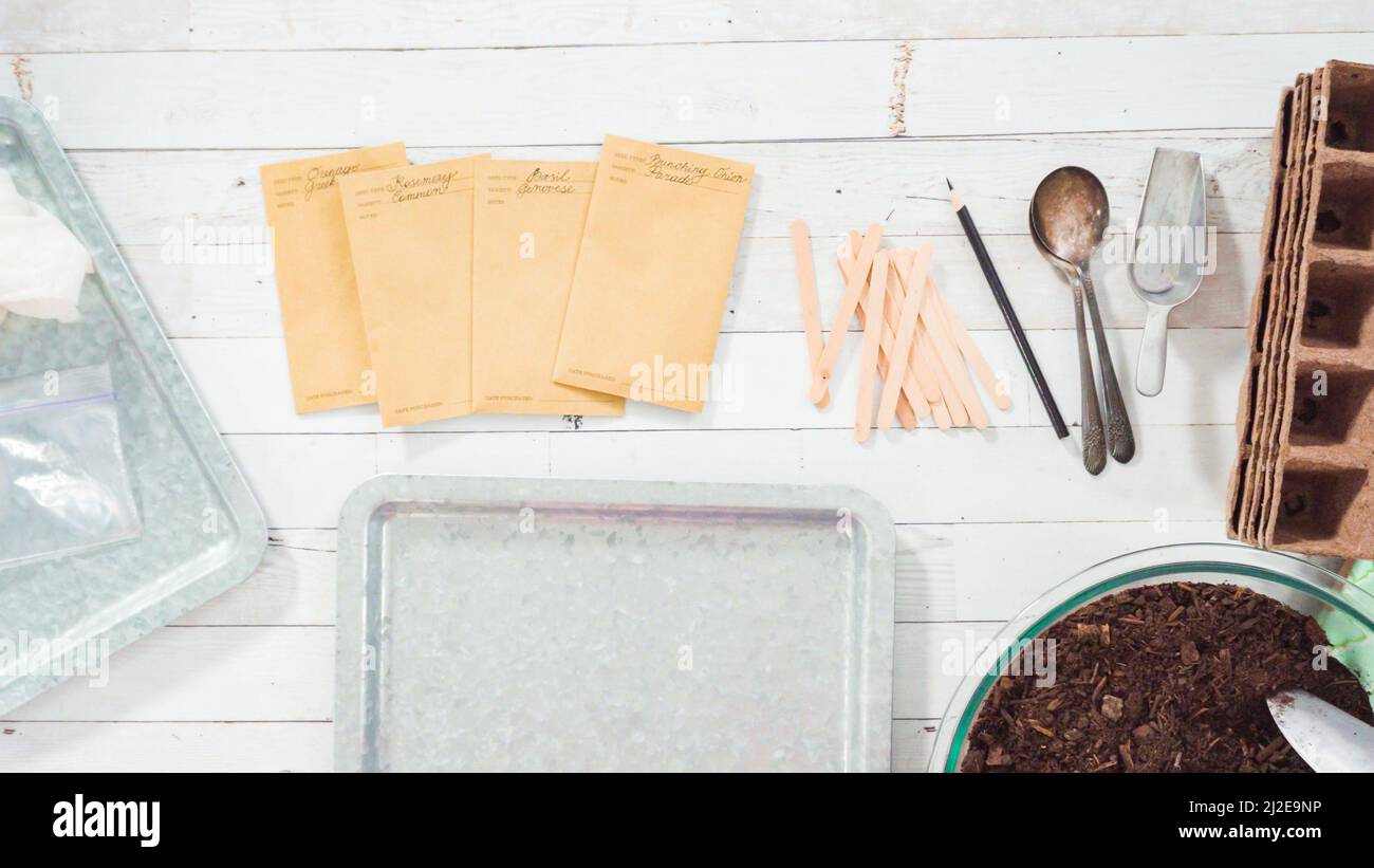 Flat lay. Planting seeds into small containers to start an indoor herb ...