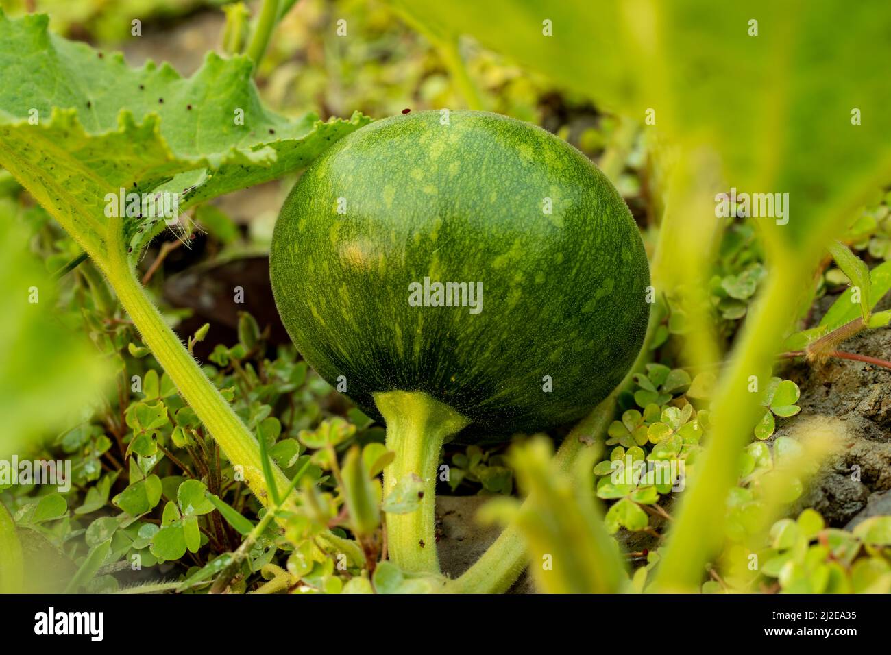 Sprout skins hi-res stock photography and images - Alamy