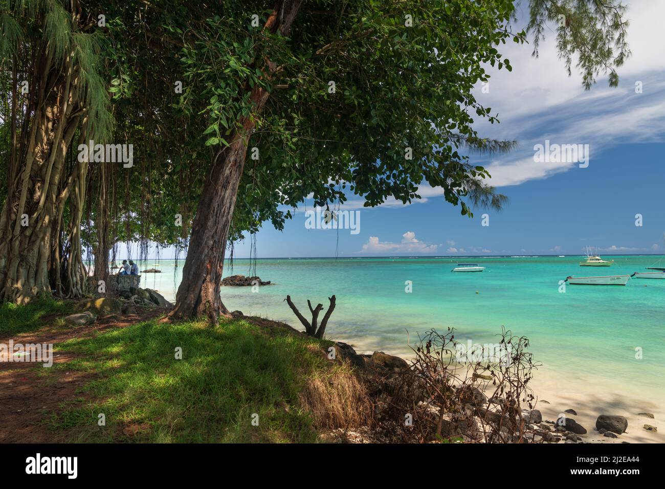 Banyan tree mauritius hi-res stock photography and images - Alamy
