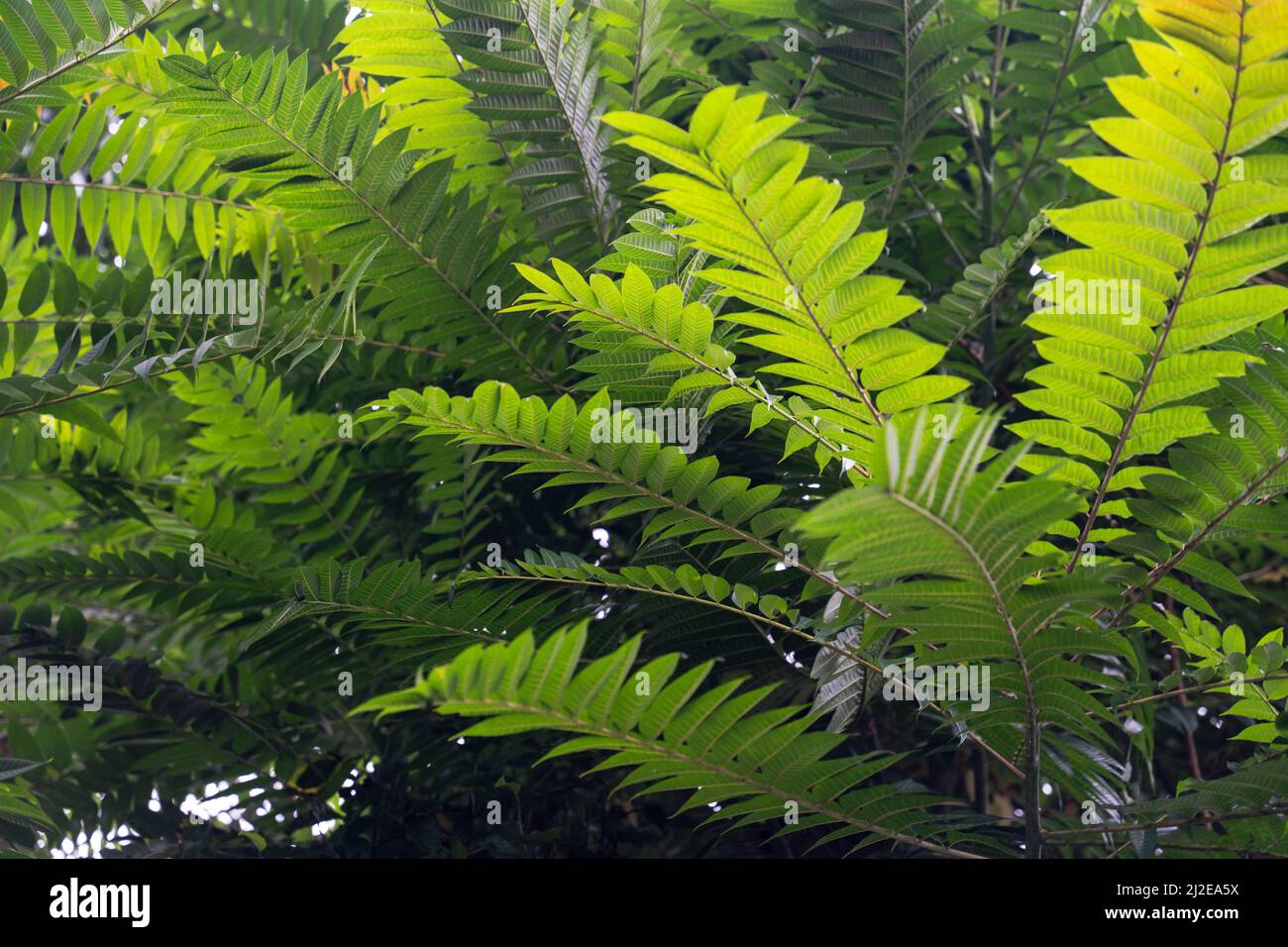 A closeup shot of Longjack plants with sunlight in the garden Stock ...