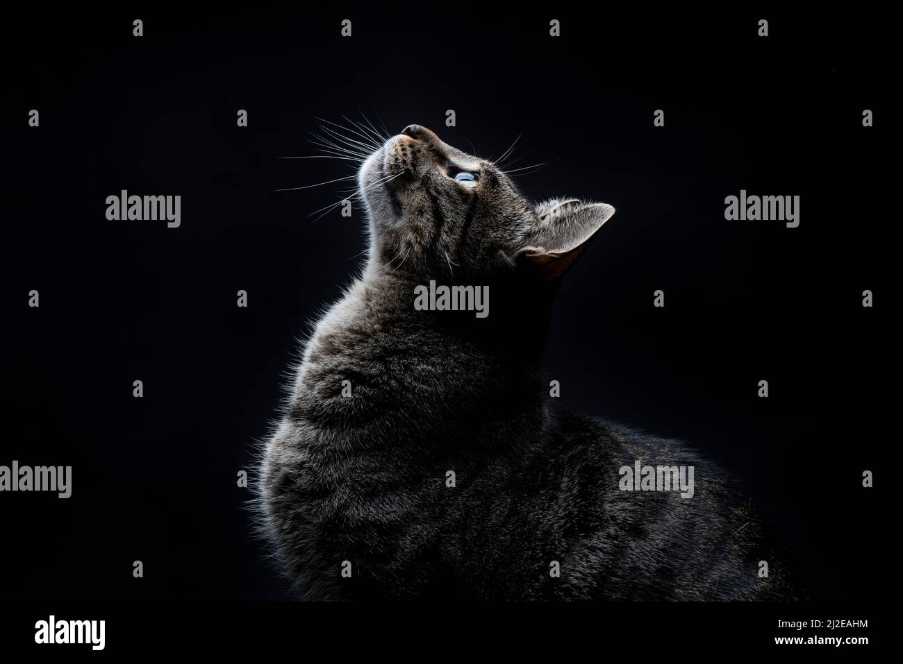 Black and gray striped cat hi-res stock photography and images - Alamy