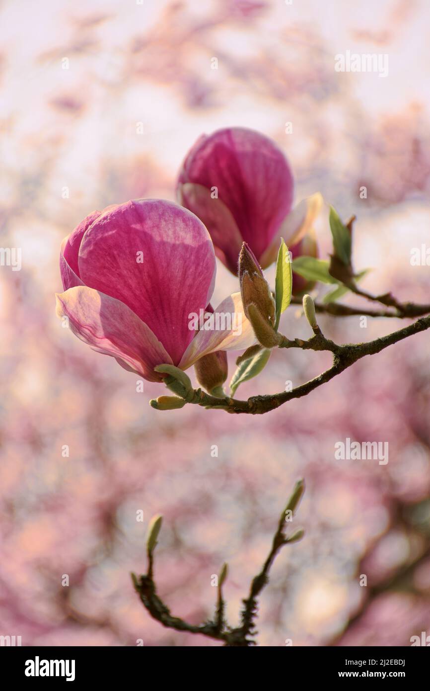 Spring in Bath Stock Photo - Alamy