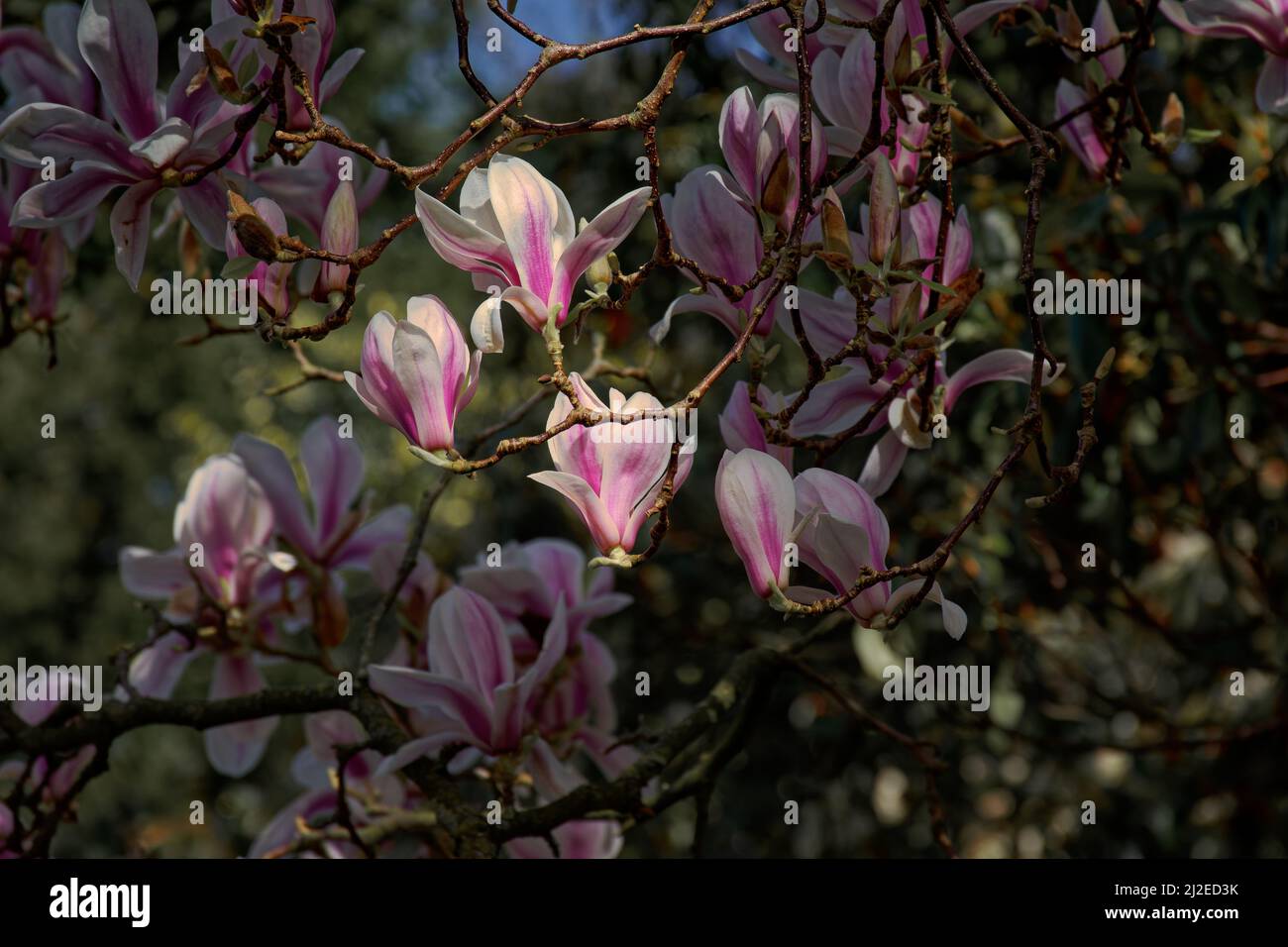 Spring in Bath Stock Photo - Alamy