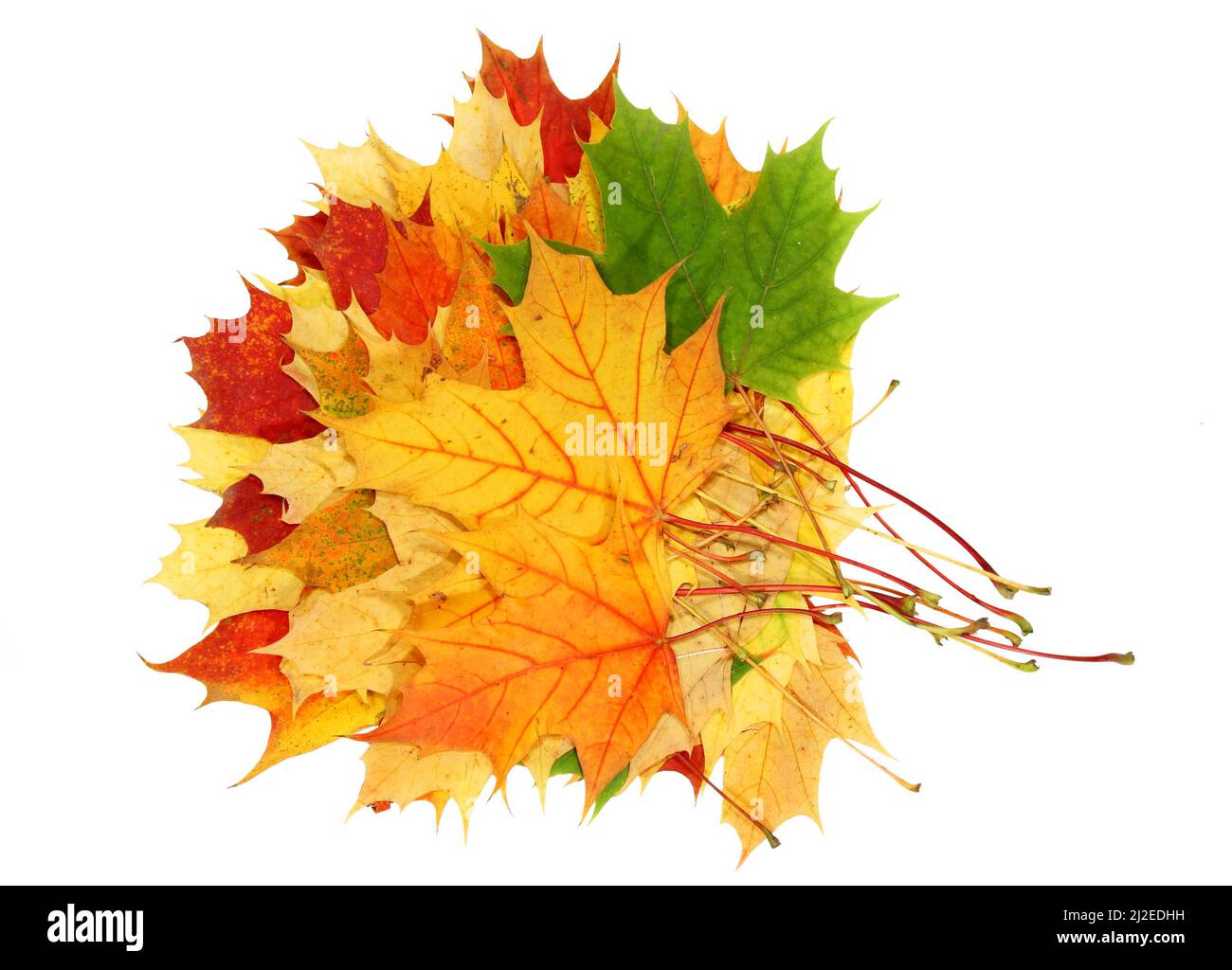 Autumn foliage park on Cut Out Stock Images & Pictures - Alamy