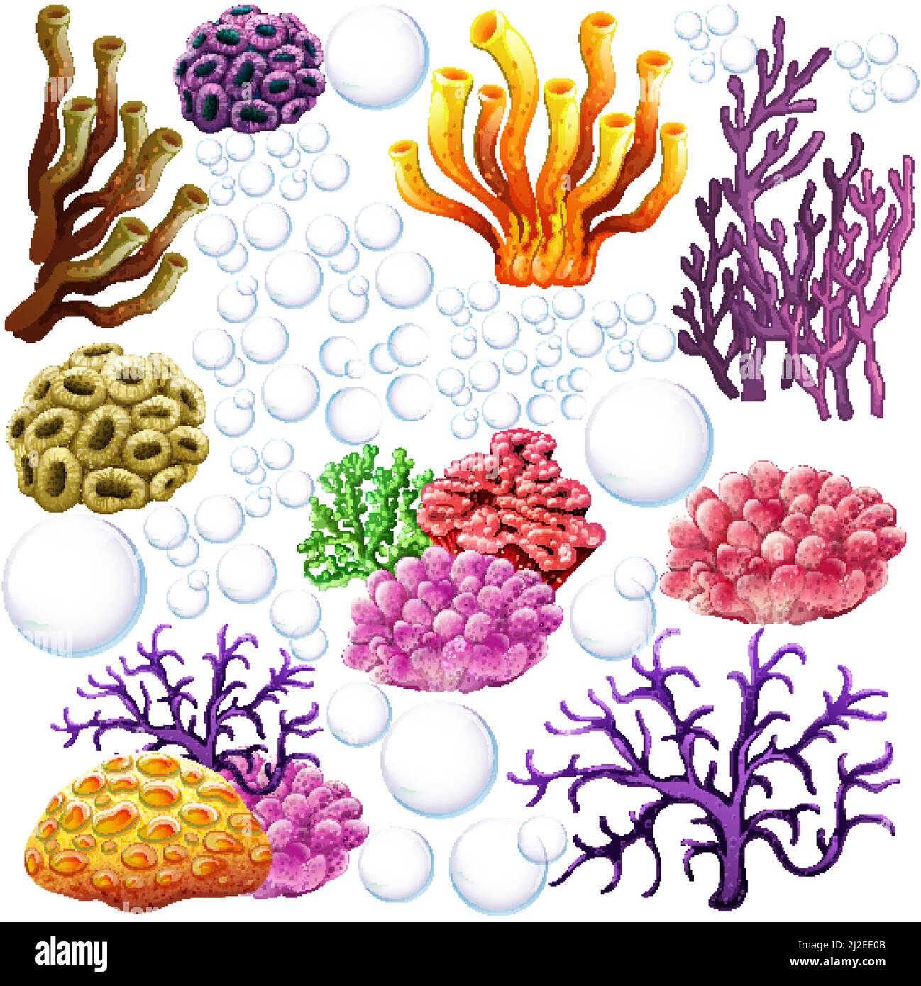 Different types of reef illustration Stock Vector Image & Art - Alamy
