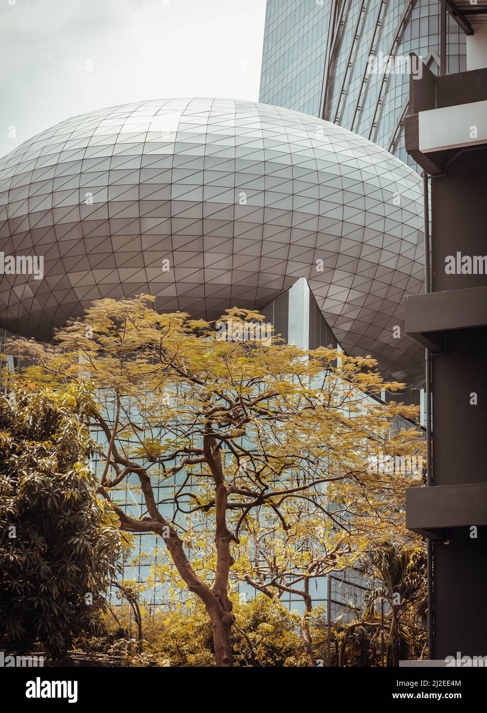 Fawn green leaves hi-res stock photography and images - Alamy