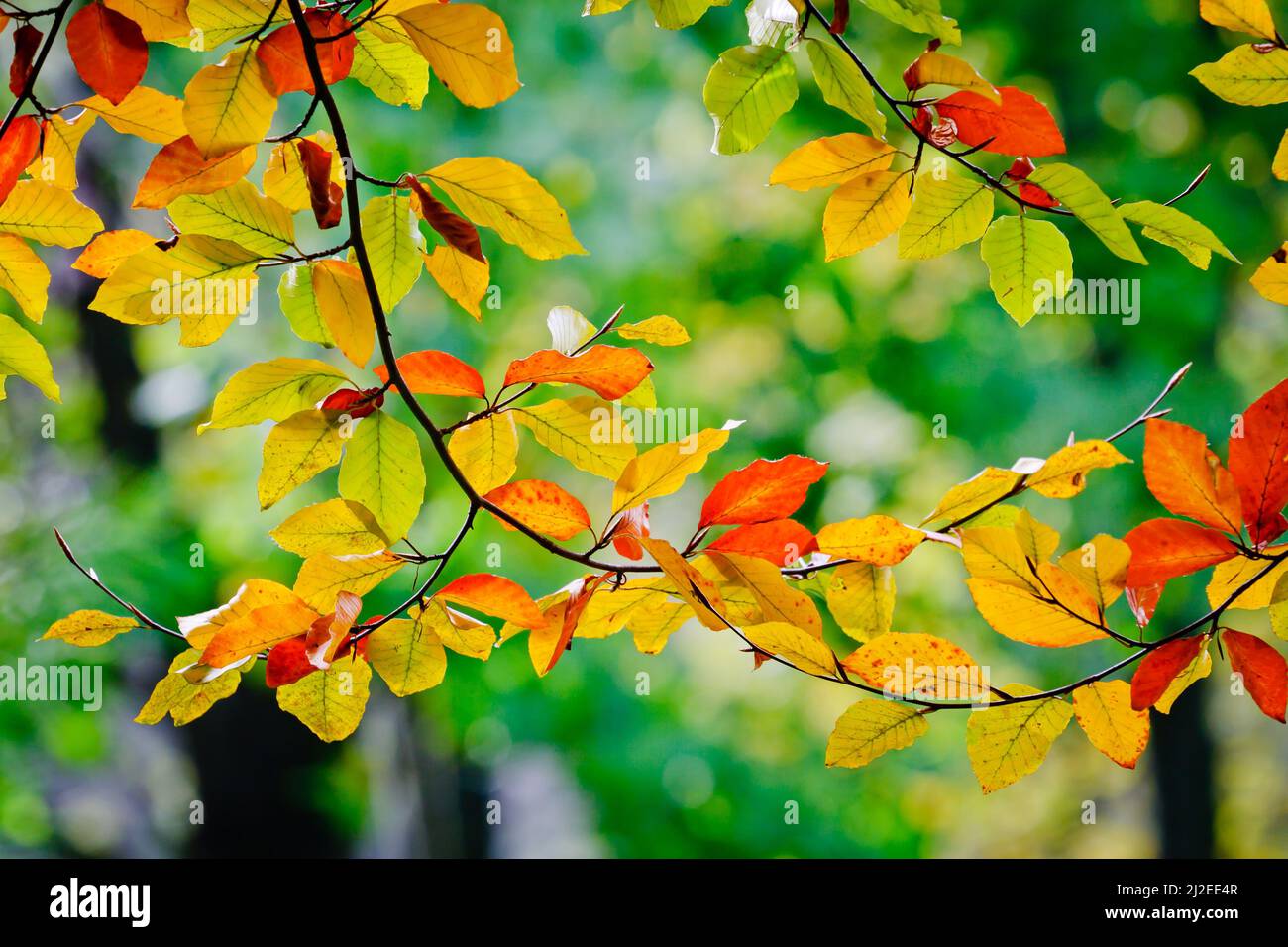 Bright colored leaves on the branches in the autumn forest Stock Photo ...