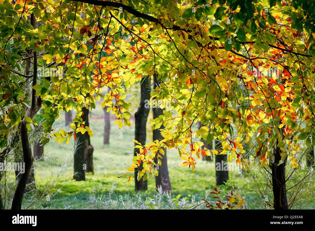 Bright colored leaves on the branches in the autumn forest Stock Photo ...