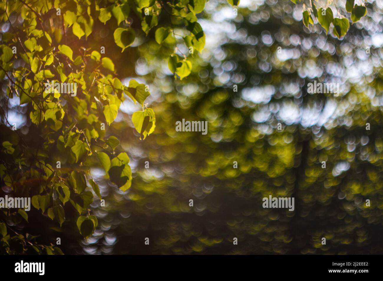 Defocus fresh green tree leaves, frame. Natural background. Closeup ...
