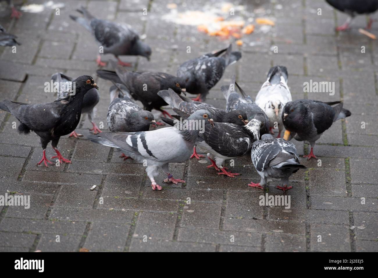 Pigeons eat fallen food withtel, pigeon plague, Duesseldorf main ...