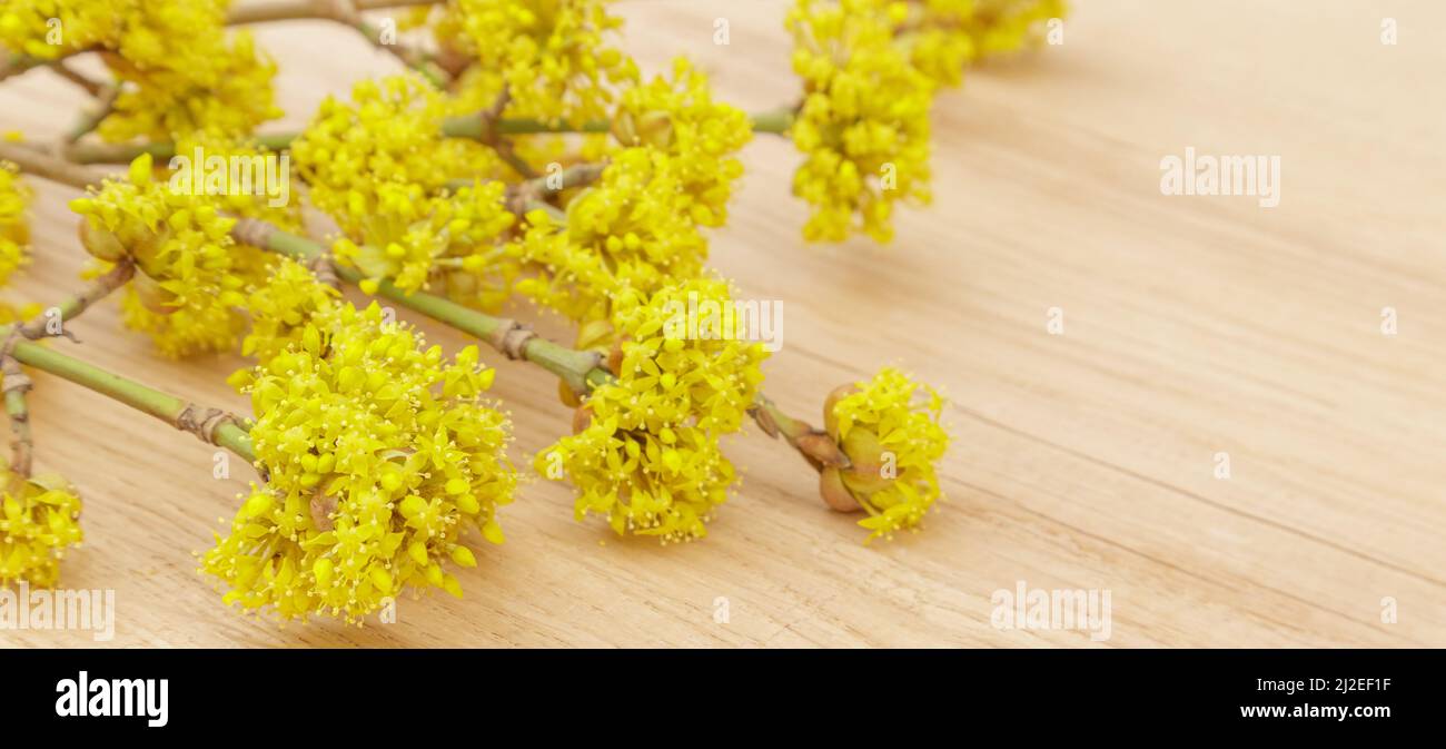 Spring yellow flowers Dogwood or european cornel tree on rustic wooden ...